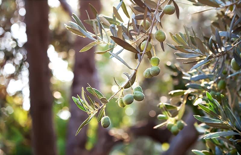 Florida Olive Farms Olive Oil, Aged Balsamics and Herbs | Olive Branch ...